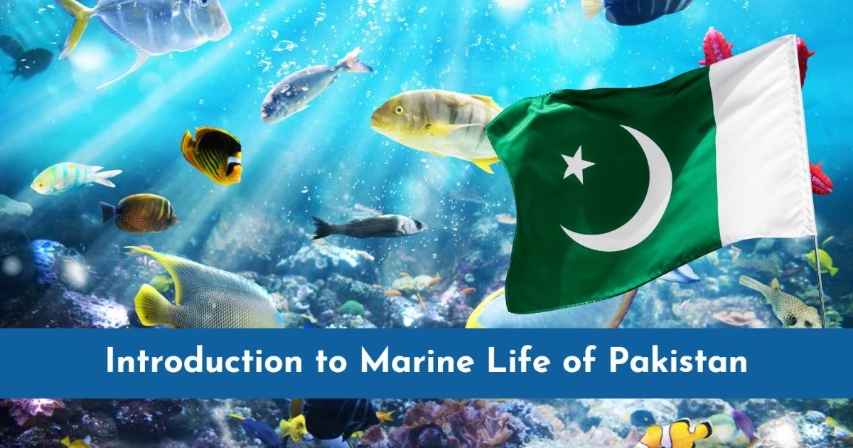پاکستان کی بحری حیات کا تعارف